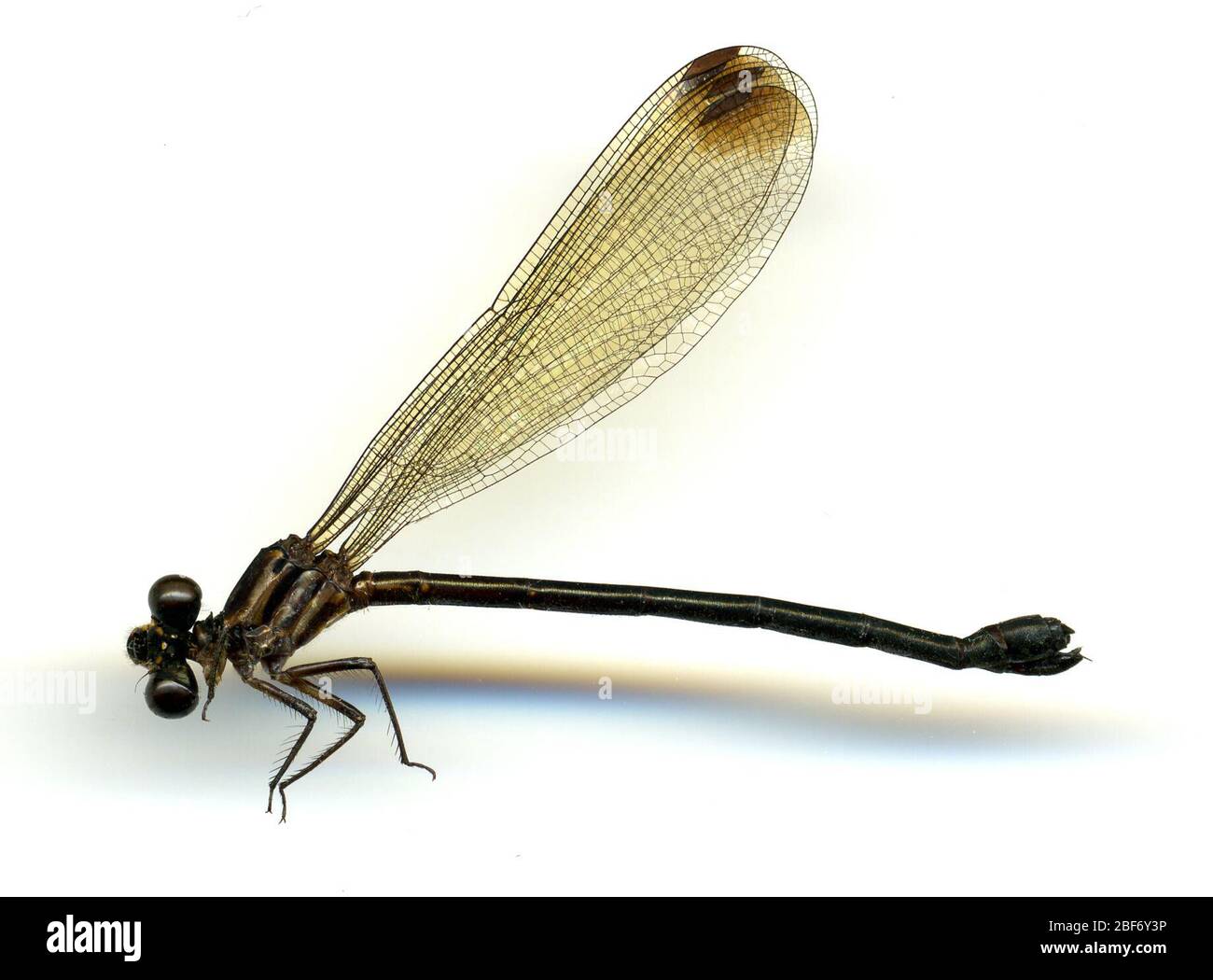 Species endemic Cut Out Stock Images & Pictures - Alamy