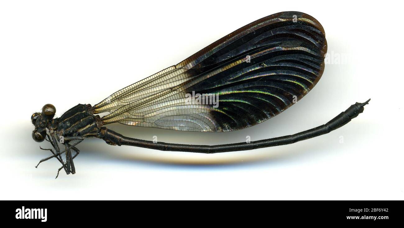 Polythore procera hi-res stock photography and images - Alamy