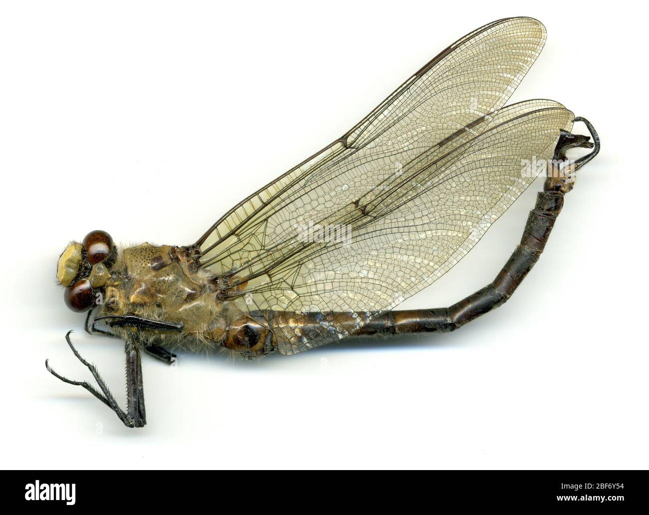 Phenes raptor. 23 May 20161 Stock Photo - Alamy