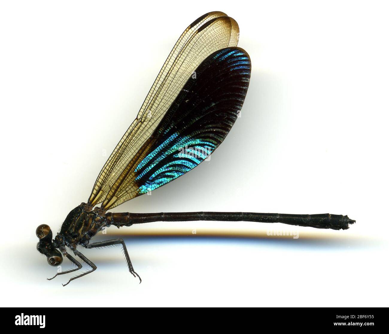 Euphaea High Resolution Stock Photography and Images - Alamy