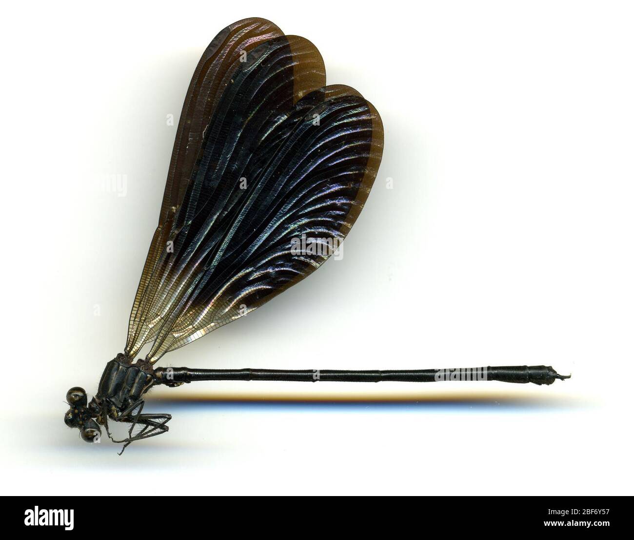 Polythore gigantea hi-res stock photography and images - Alamy