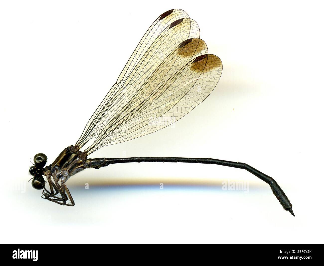 Catalog of plant species Cut Out Stock Images & Pictures - Alamy