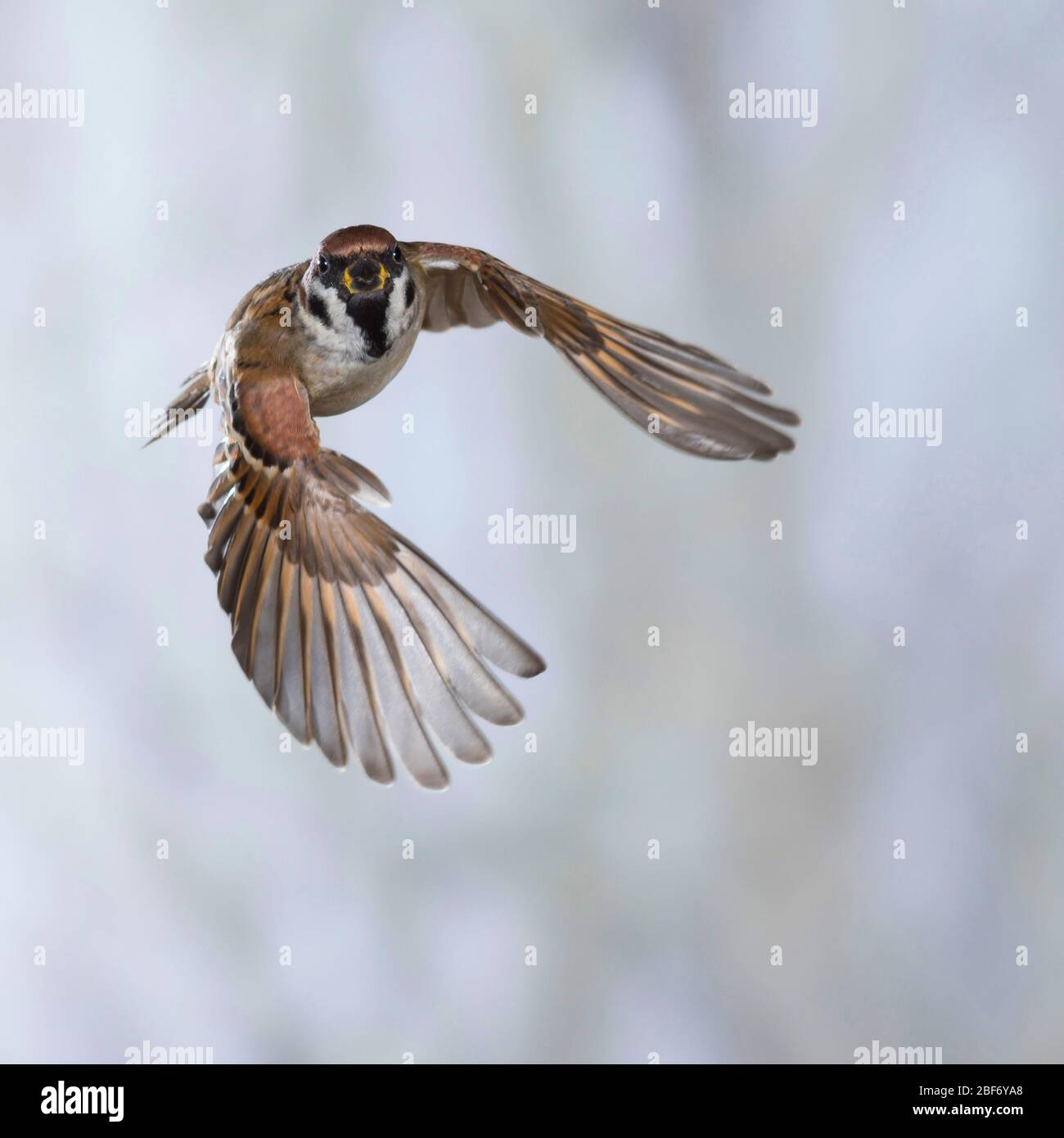 Eurasian tree sparrow (Passer montanus), in flight, Germany Stock Photo ...