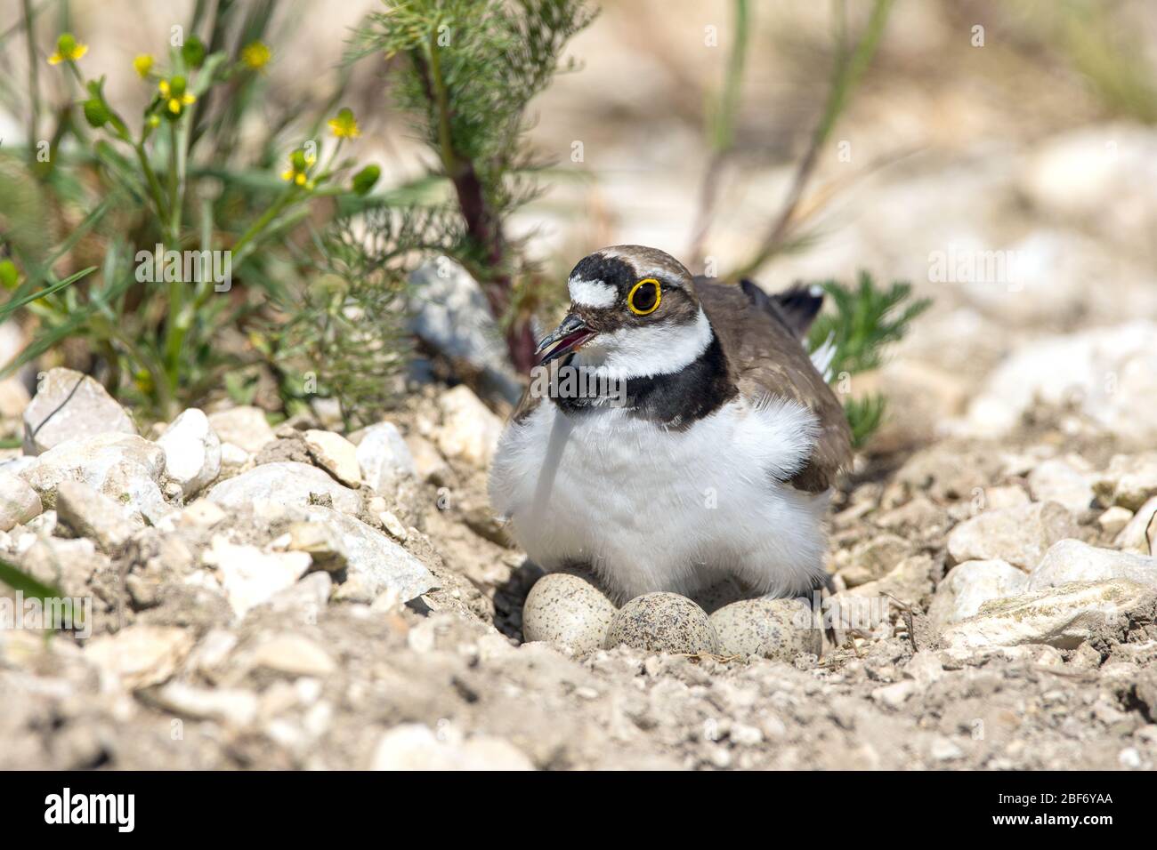 Plovers birds shorebird shorebirds nest egg hi-res stock photography ...