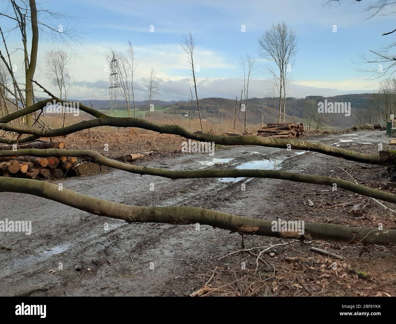 Cutting fallen tree hi-res stock photography and images - Alamy