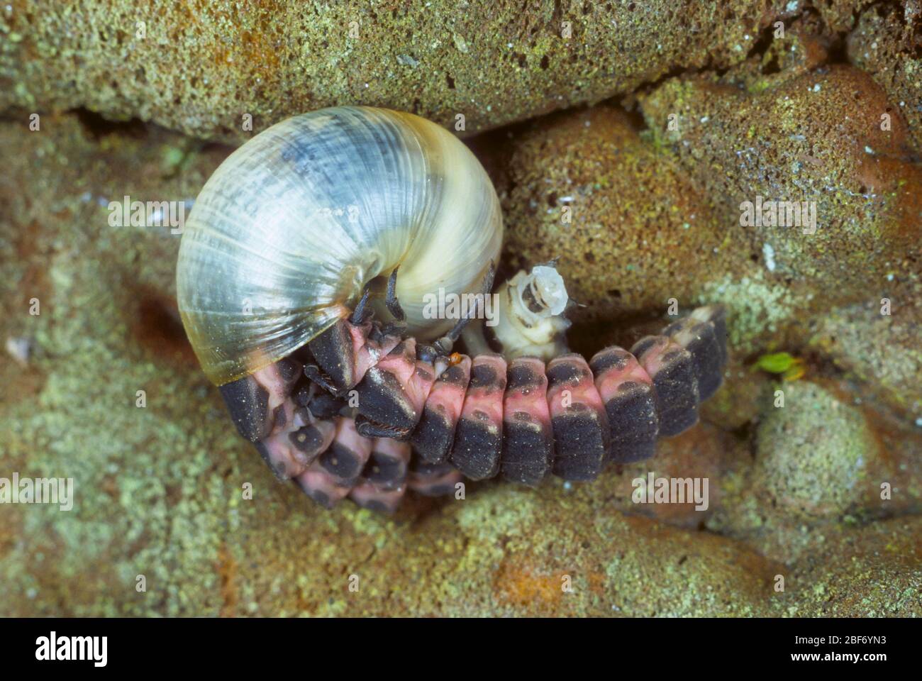 small lightning beetle (Lamprohiza splendidula, Phausis splendidula ...