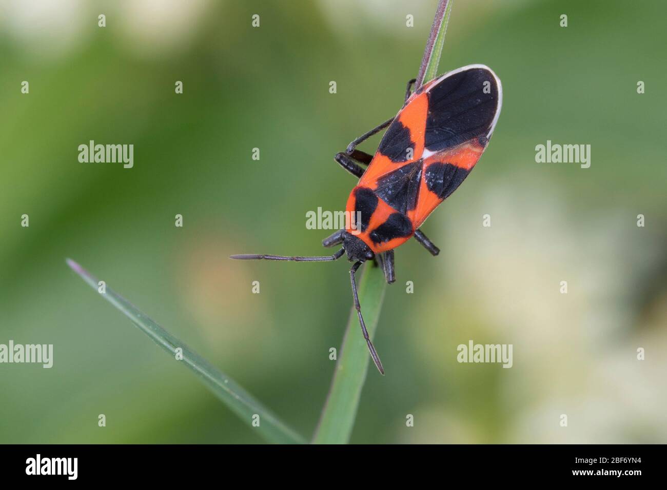 Ground Bug, Lygaeid bug (Tropidothorax leucopterus), sits on a blade of ...