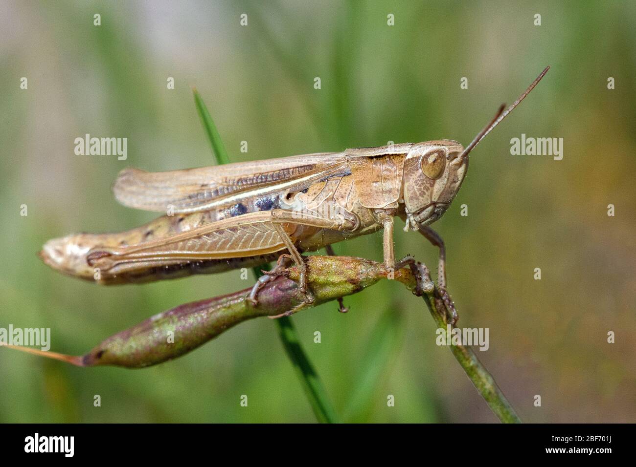 Insect husks hi-res stock photography and images - Alamy