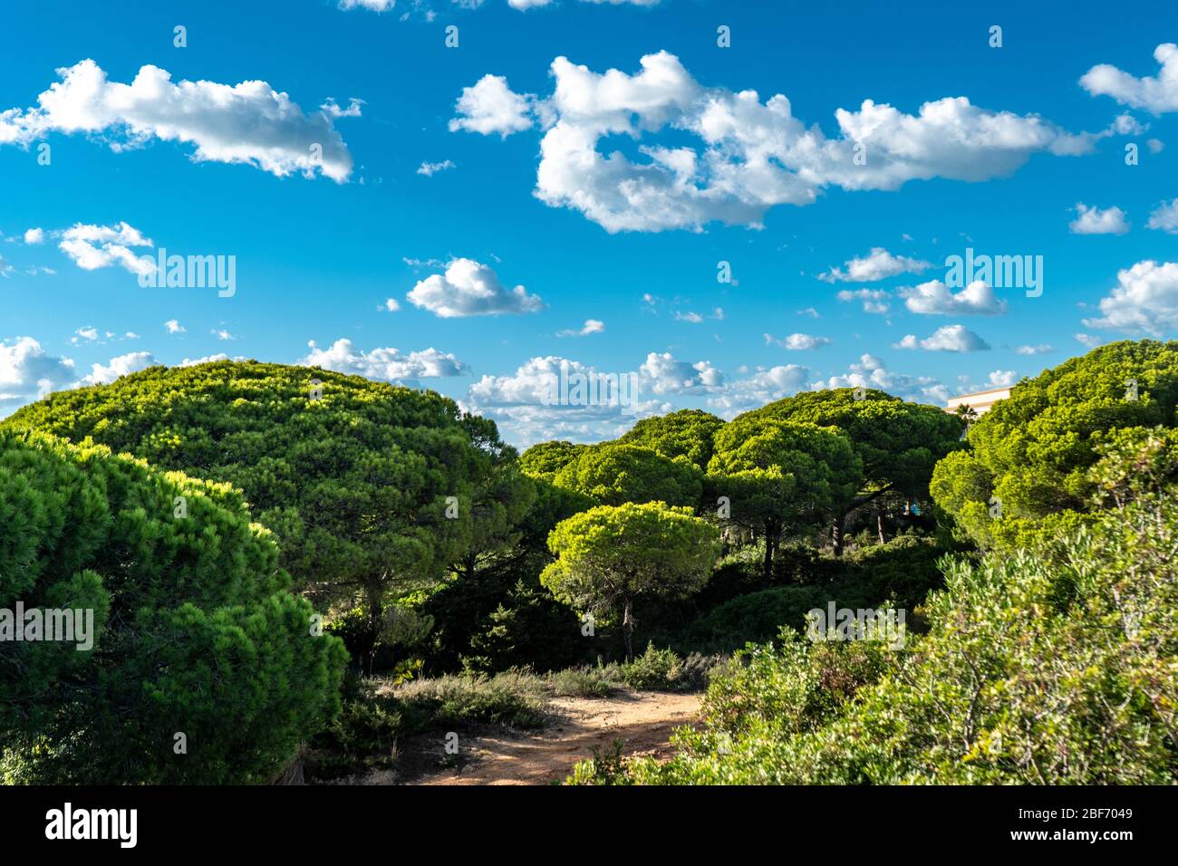 Stone pine, Italian Stone pine, Umbrella Pine (Pinus pinea), stone pine ...