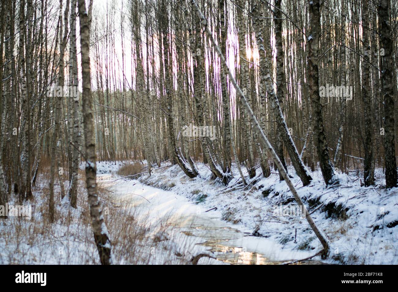 Morning seen in a swamp during winter Stock Photo - Alamy