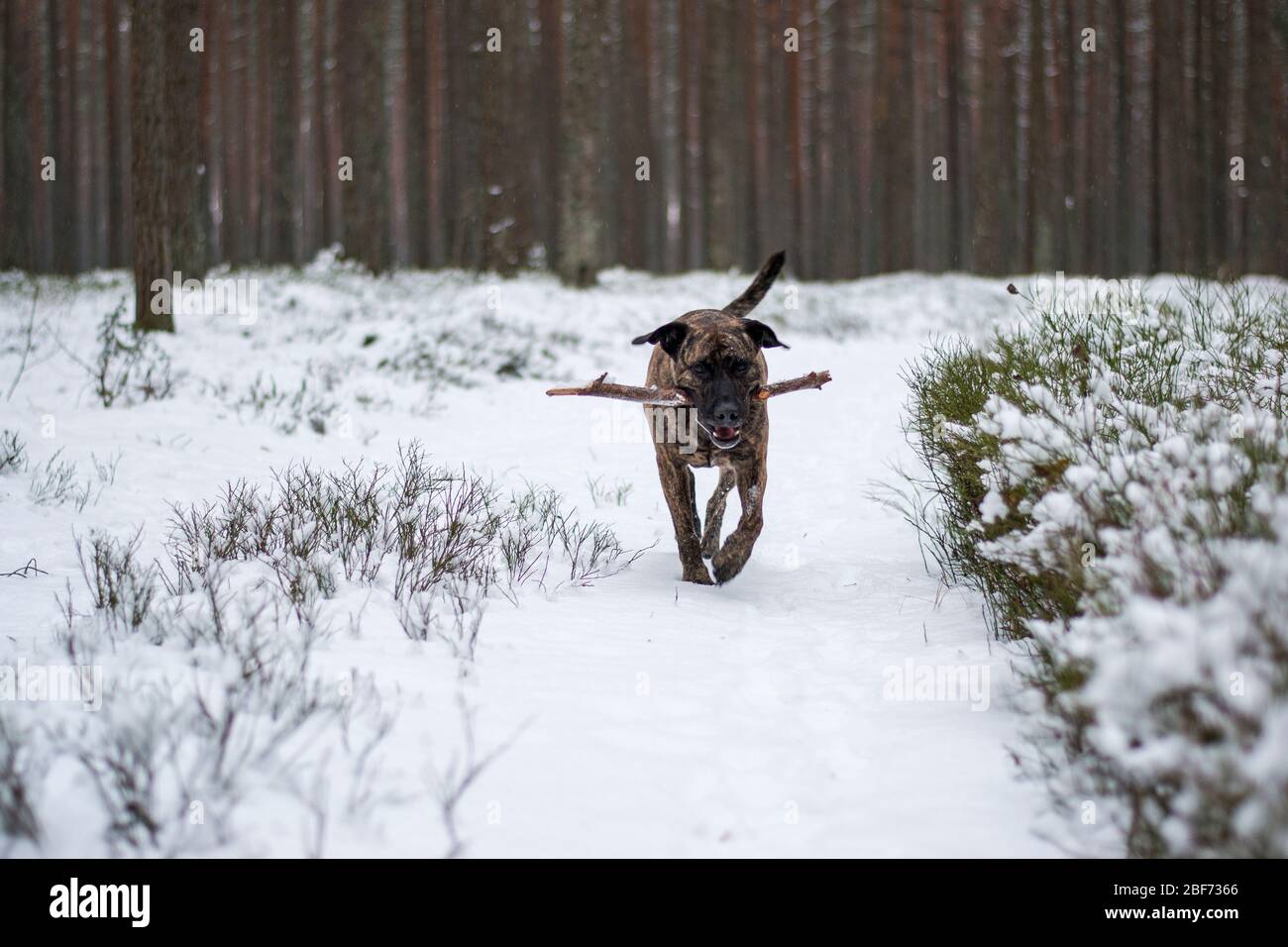 American bully snow hi-res stock photography and images - Alamy