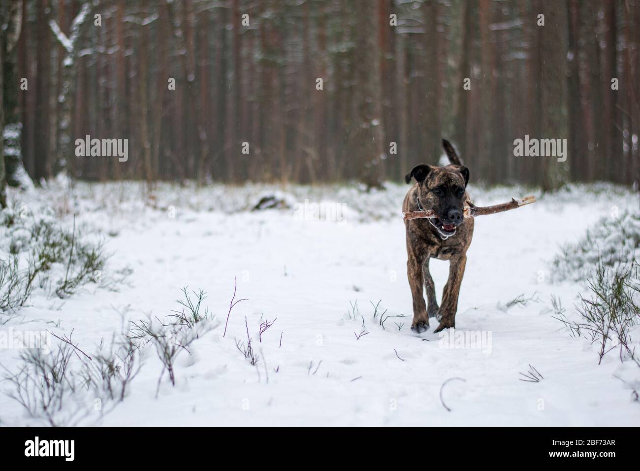 American bully snow hi-res stock photography and images - Alamy
