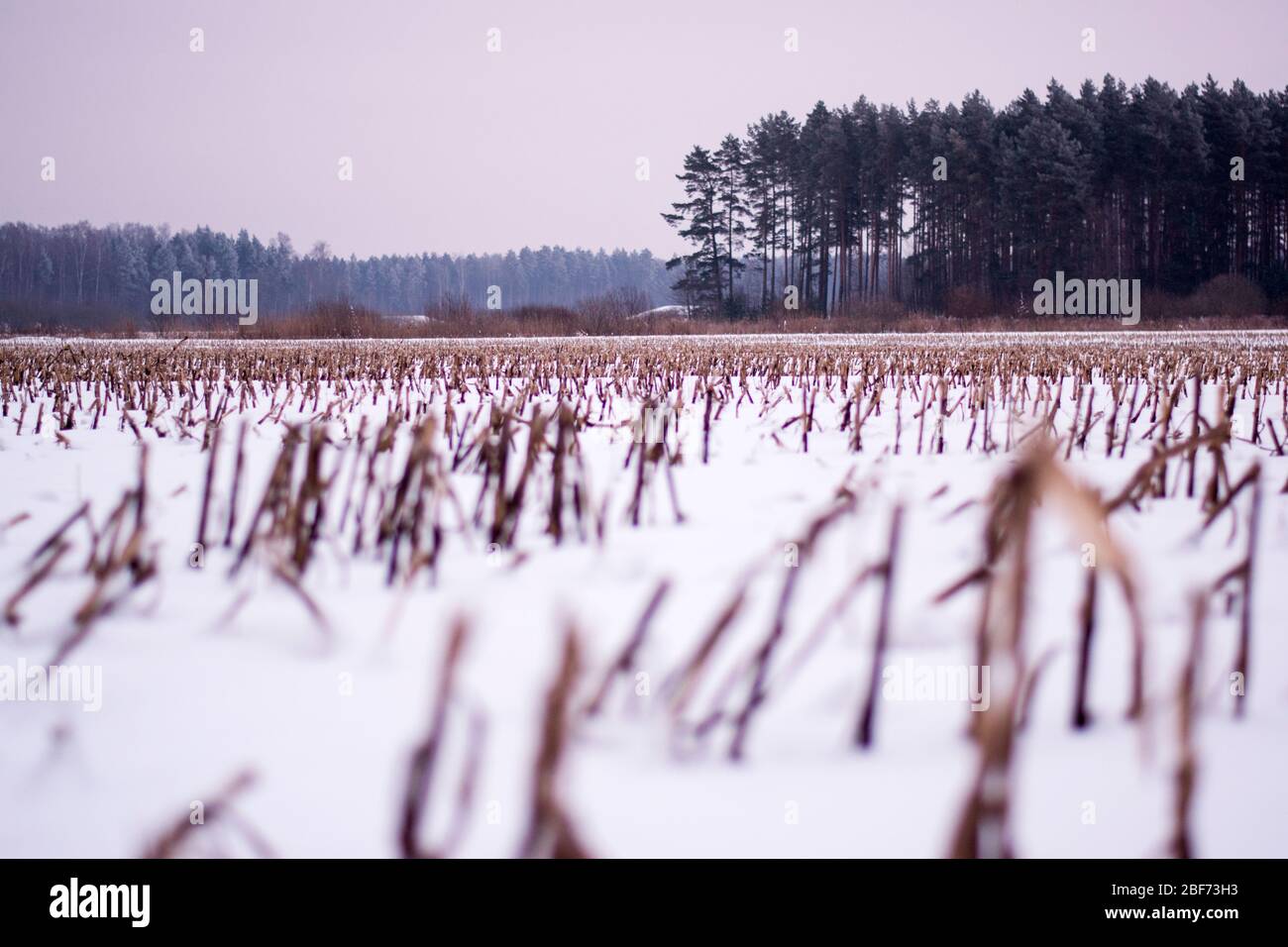 Field of harvested and chopped down corn in the onset of early winter ...