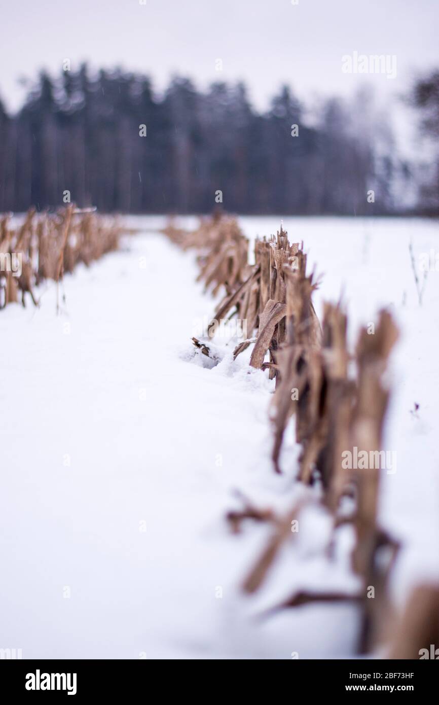 Field of harvested and chopped down corn in the onset of early winter ...