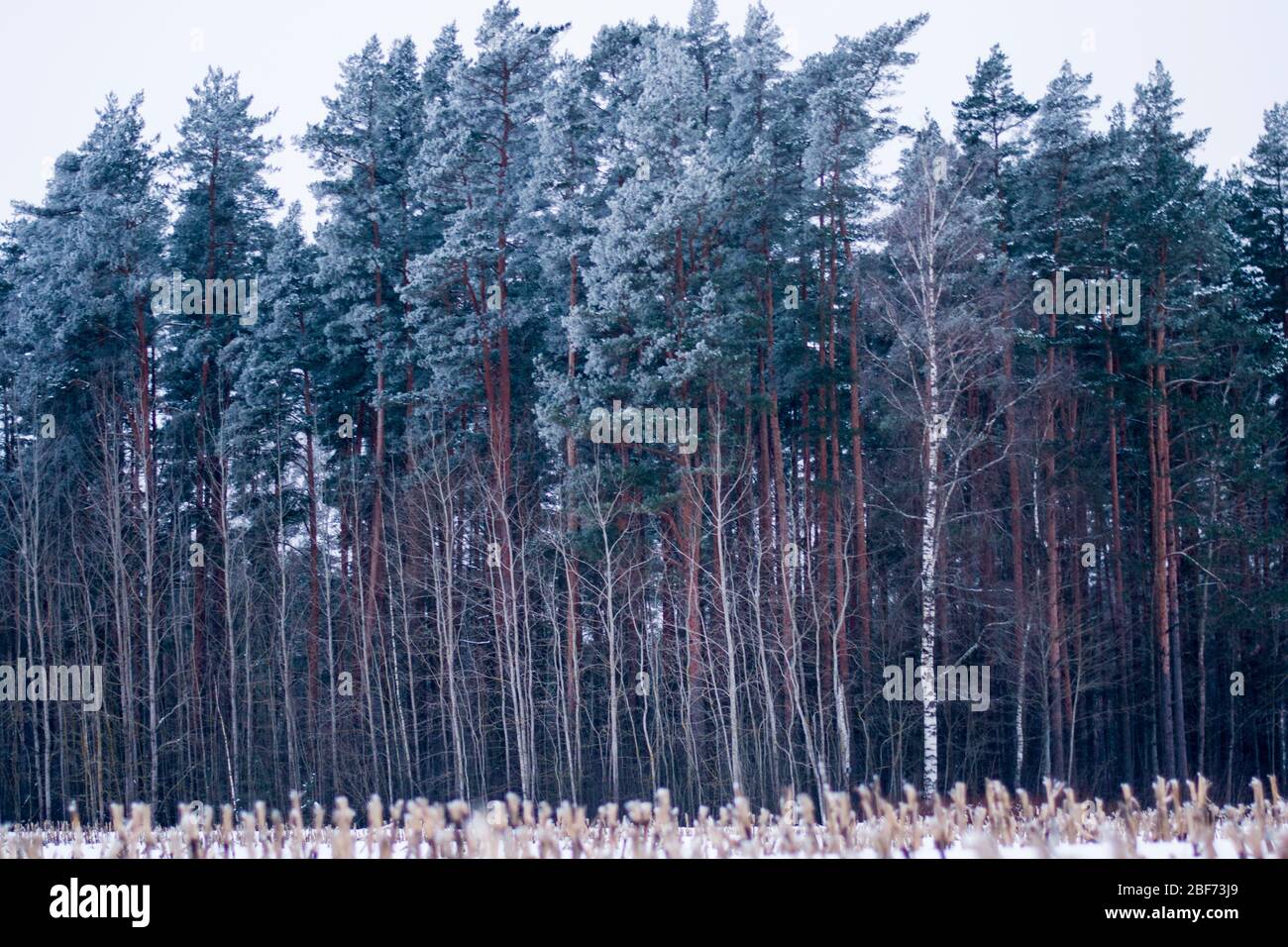 Field of harvested and chopped down corn in the onset of early winter ...