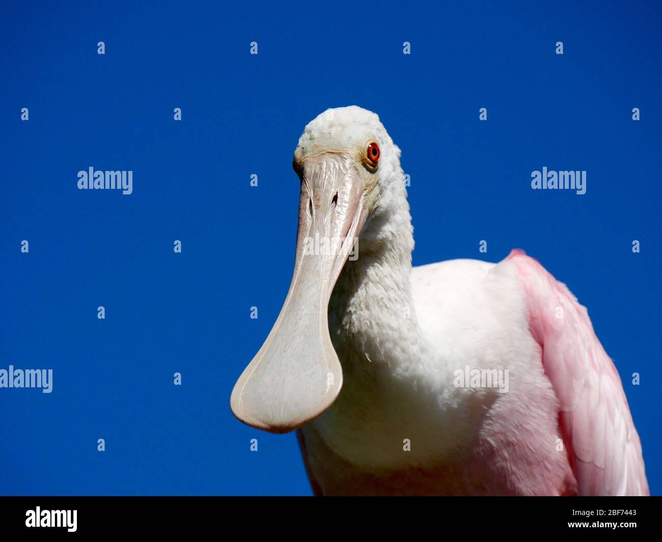 Colour colourful animal aves bird hi-res stock photography and images ...