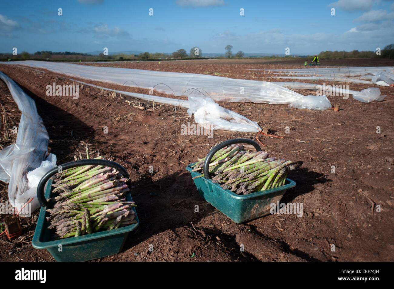 Sandfields Farm, near Harvington, Worcestershire, UK. 6th April 2020 ...