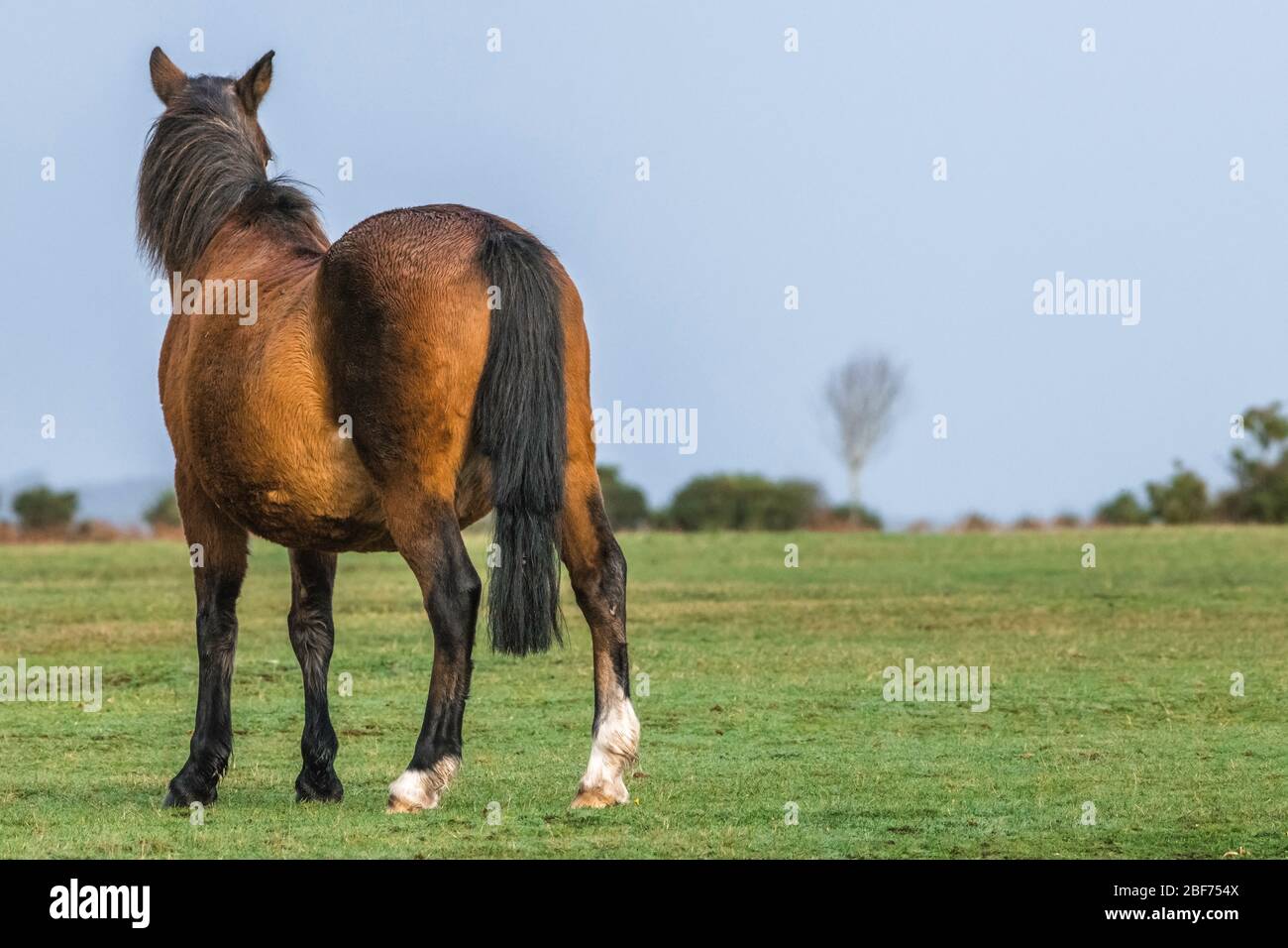 Horse butt at New Forest, National Park, UK Stock Photo - Alamy