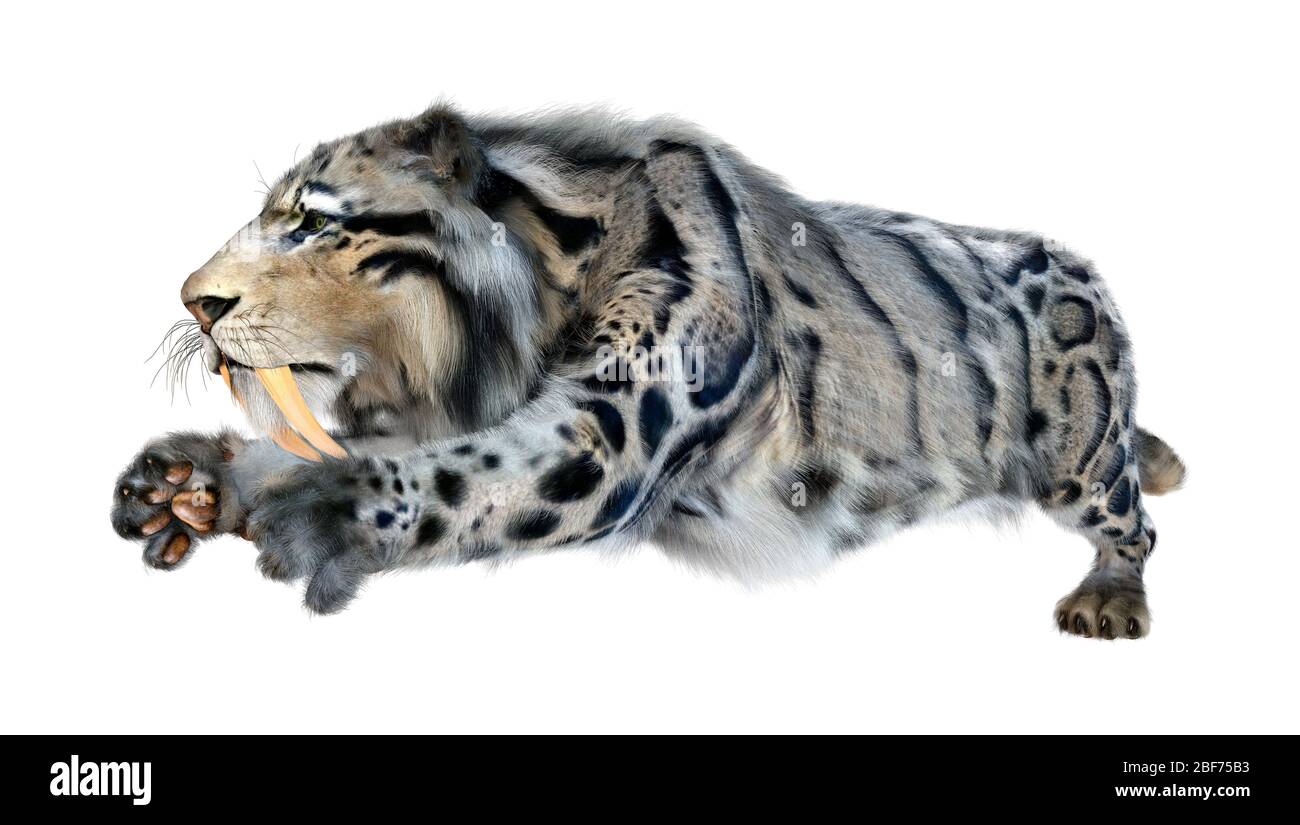3D rendering of a sabertooth tiger isolated on white background Stock ...