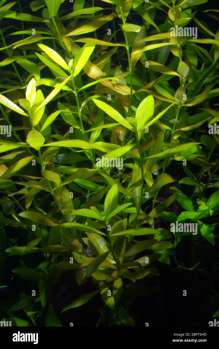 Pond weed cell hi-res stock photography and images - Alamy