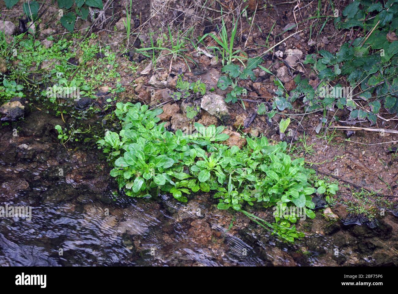 Brookweed or Water pimpernel (Samolus valerandi) in nature Stock Photo ...
