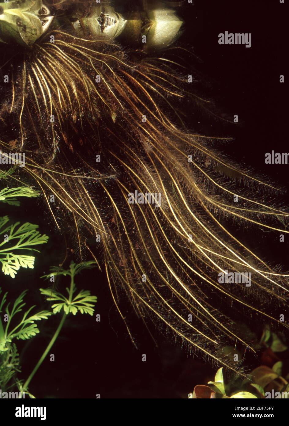 Salvinia natans hi-res stock photography and images - Alamy