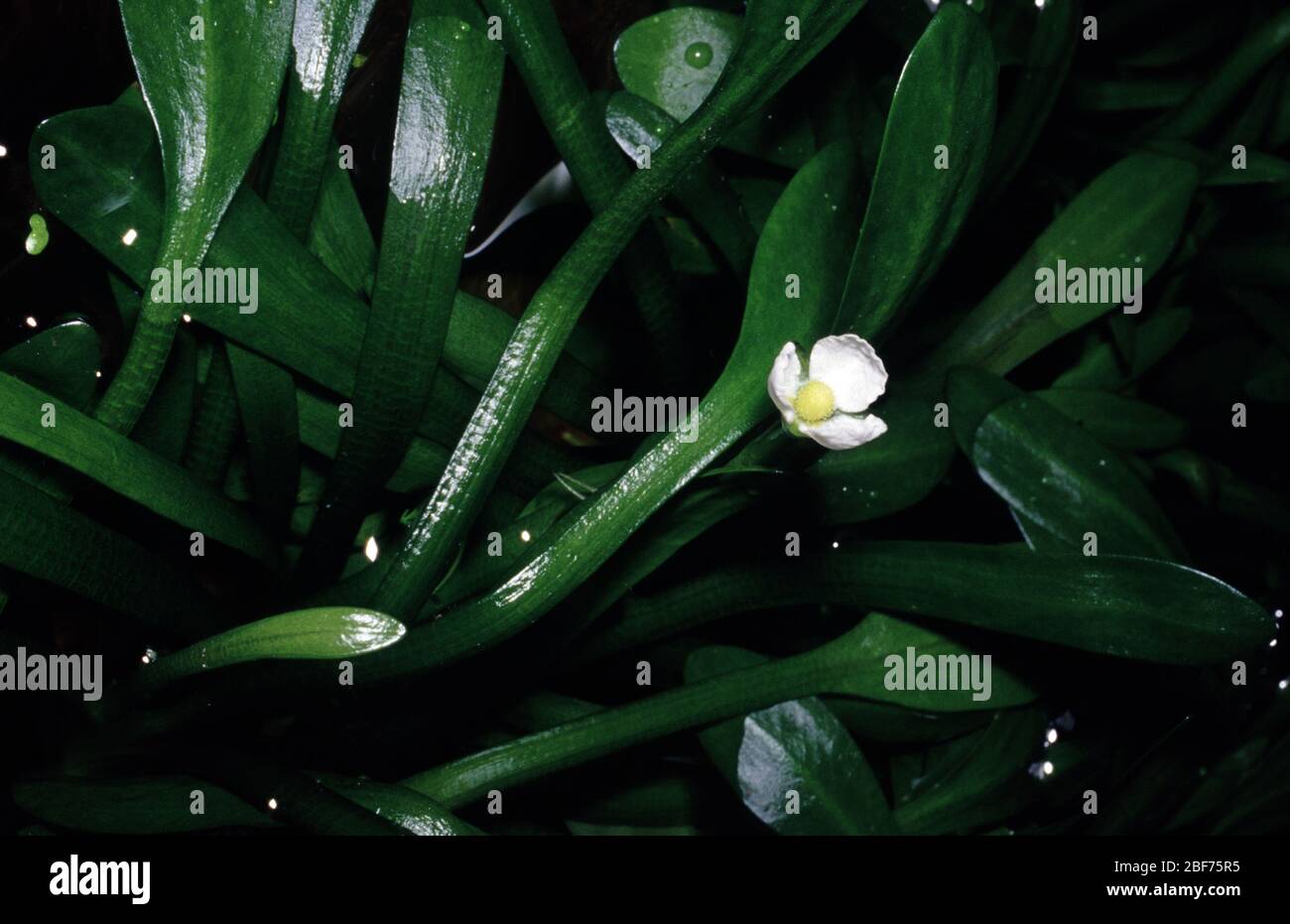 Flowering Delta arrowhead, Sagittaria platyphylla Stock Photo - Alamy