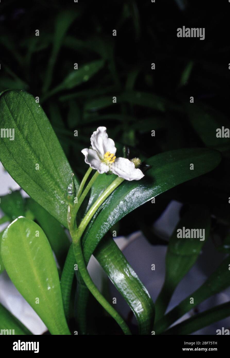 Flowering Delta arrowhead, Sagittaria platyphylla Stock Photo - Alamy