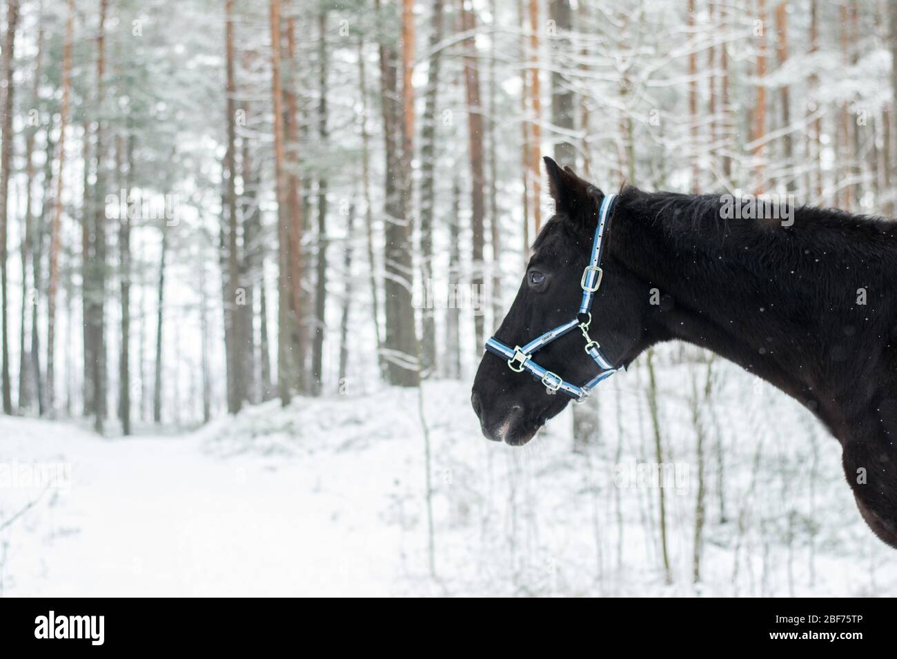 Black horse wandering around forest during winter Stock Photo - Alamy