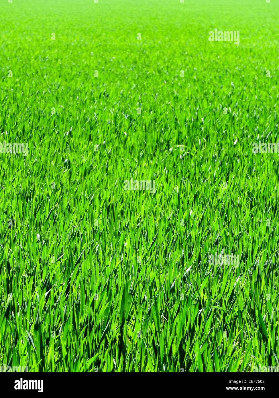 Green fresh turf grass texture and background Stock Photo - Alamy