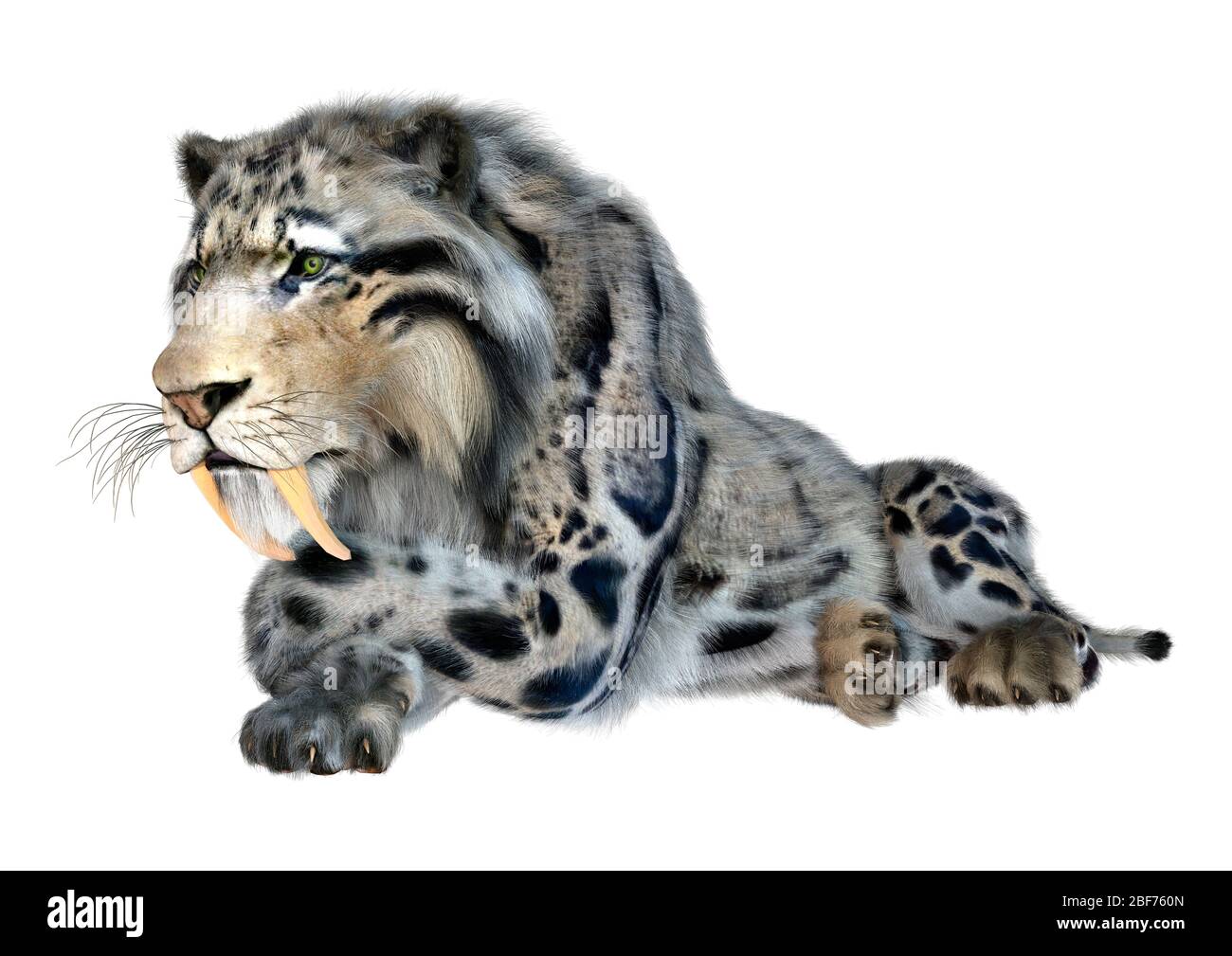 3D rendering of a sabertooth tiger isolated on white background Stock ...