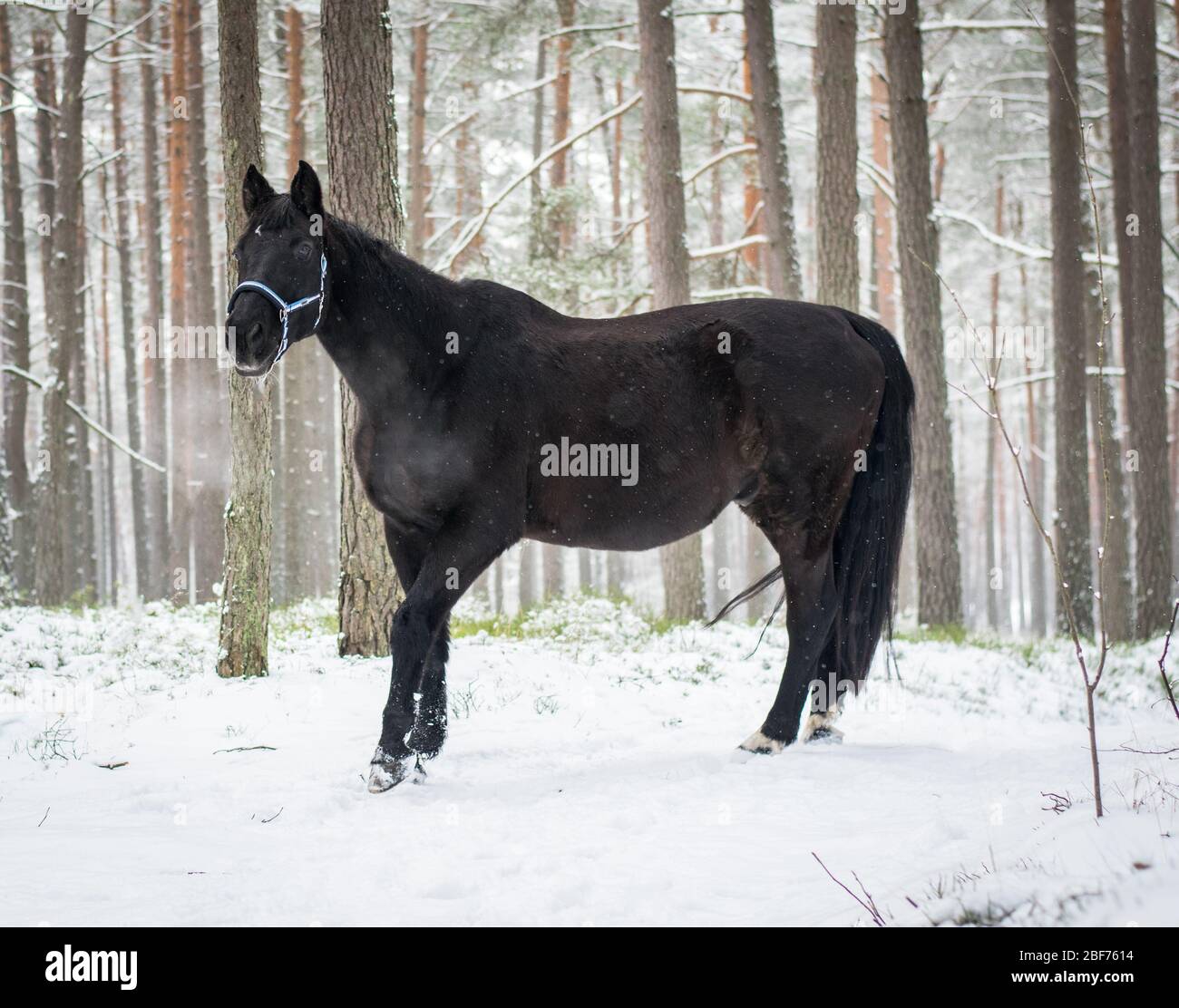 Black horse wandering around forest during winter Stock Photo - Alamy