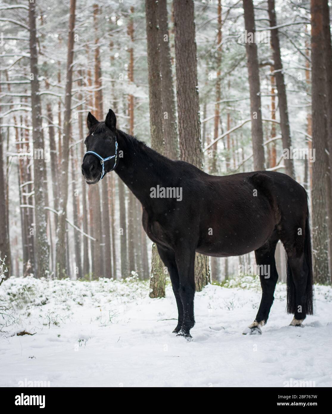 Wandering horse hi-res stock photography and images - Alamy
