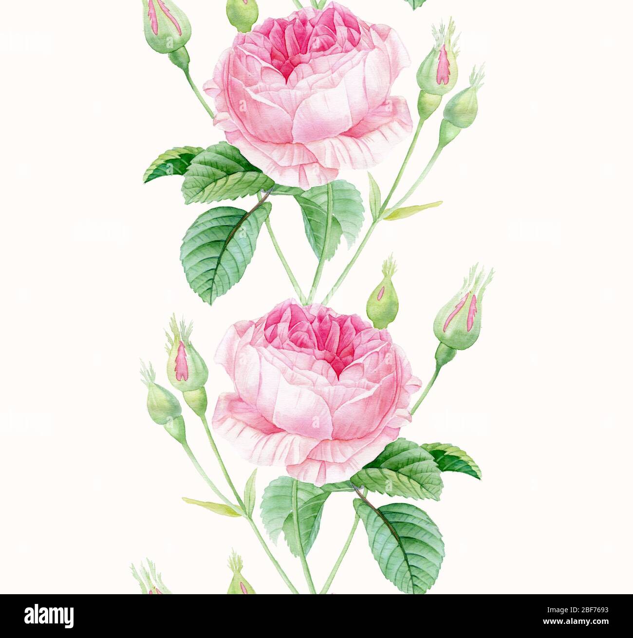 Botanical illustration vintage hi-res stock photography and images - Alamy