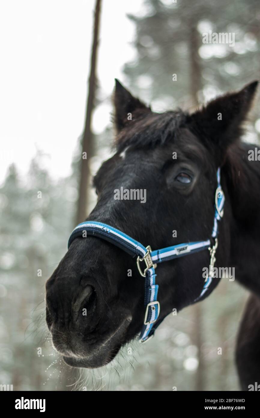 Wandering horse hi-res stock photography and images - Alamy