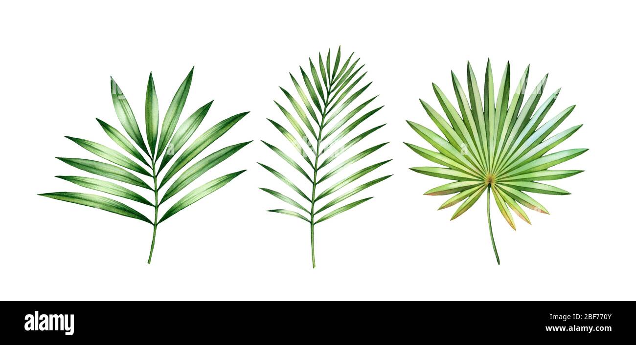 Watercolor branch green leave Cut Out Stock Images & Pictures - Alamy