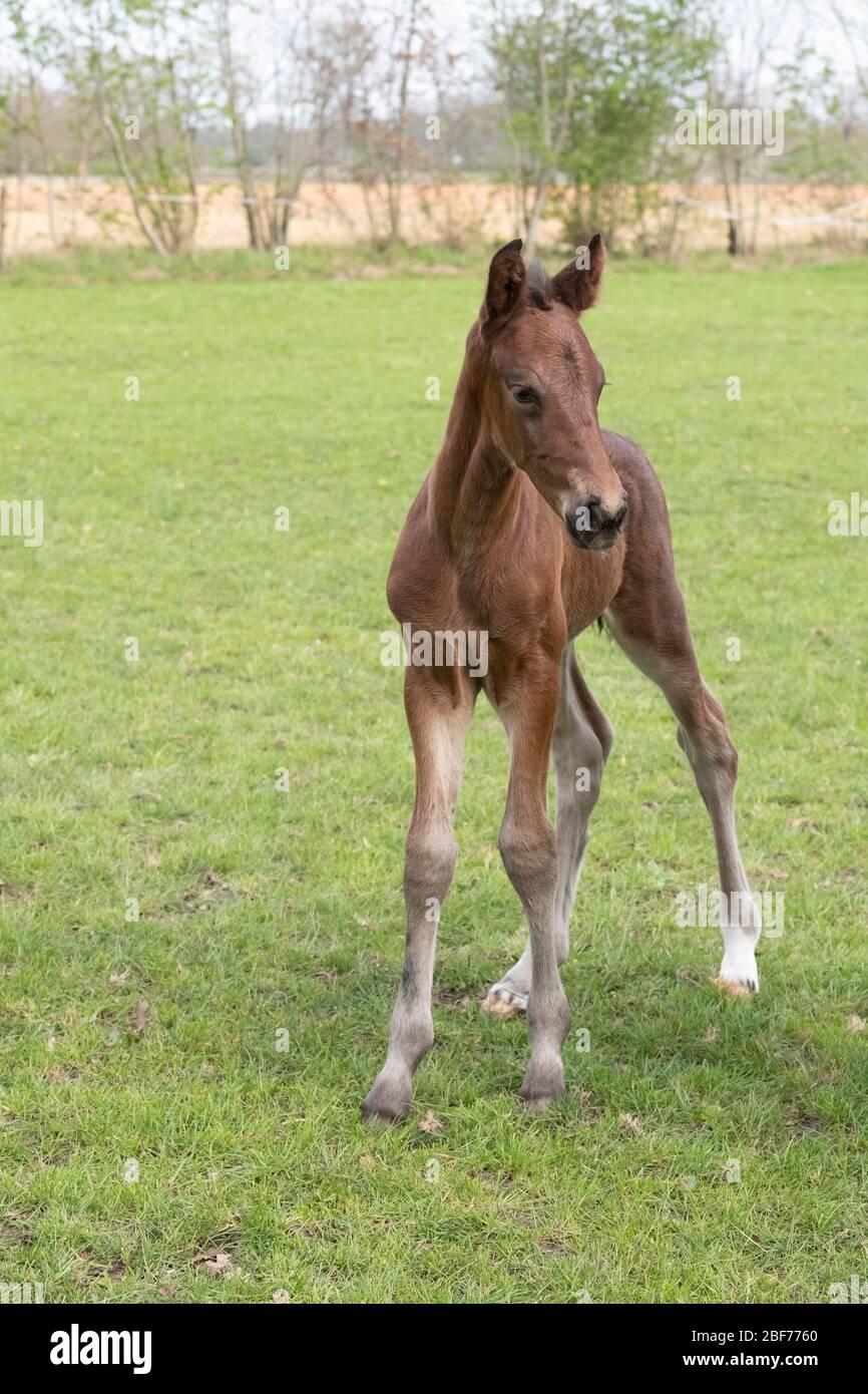 Newborn foal feet hi-res stock photography and images - Alamy