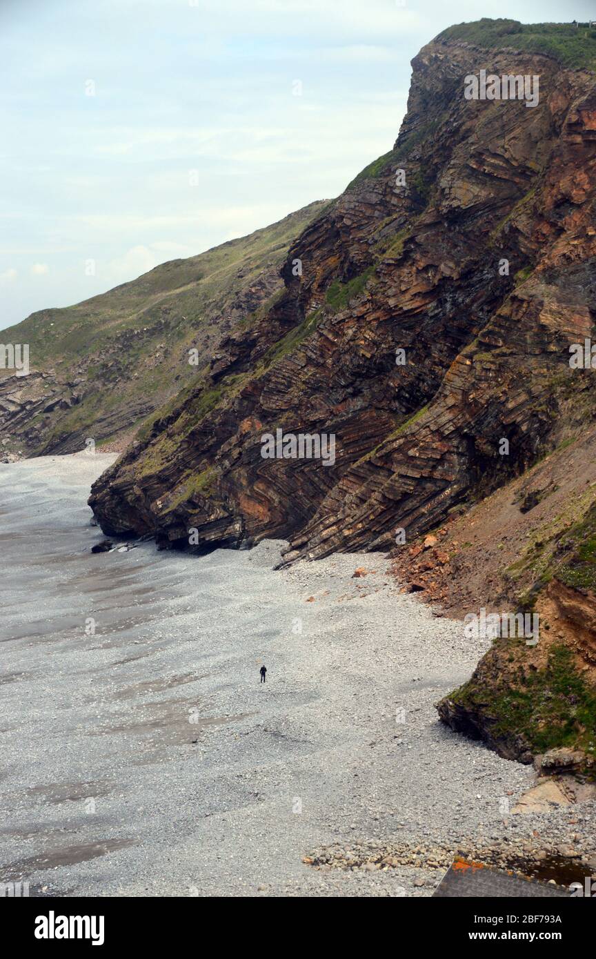 Man Walking on Millook Haven Pebble Beach below the Clifftops of ...
