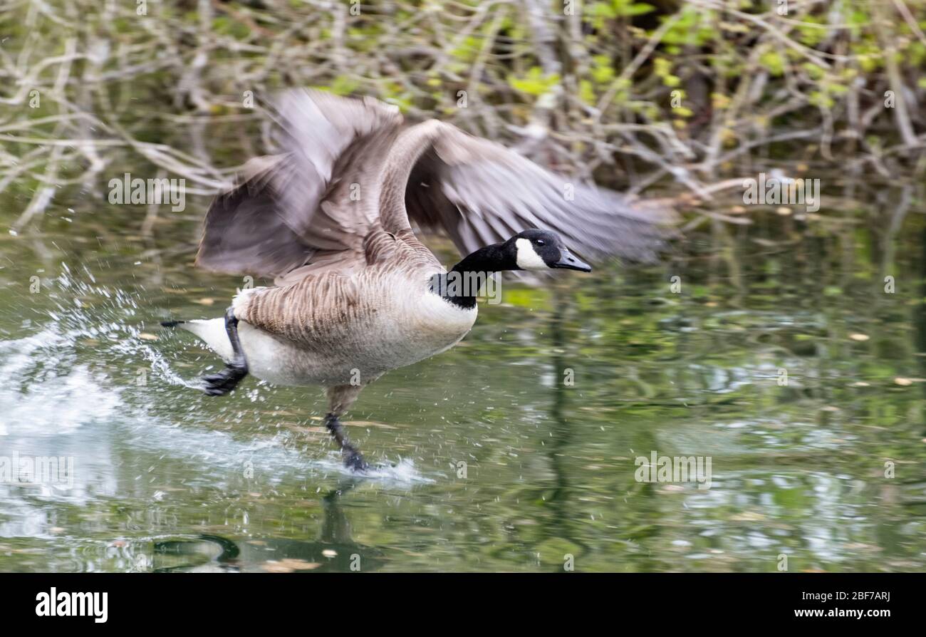 Canada goose wingspan hi-res stock photography and images - Alamy