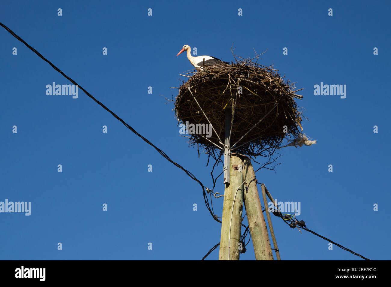 Stork symbol alsace hi-res stock photography and images - Alamy