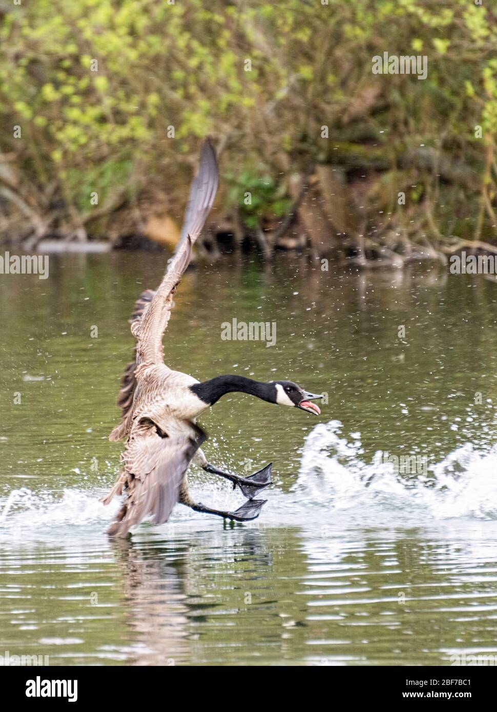 Wingspan canada goose hi-res stock photography and images - Alamy