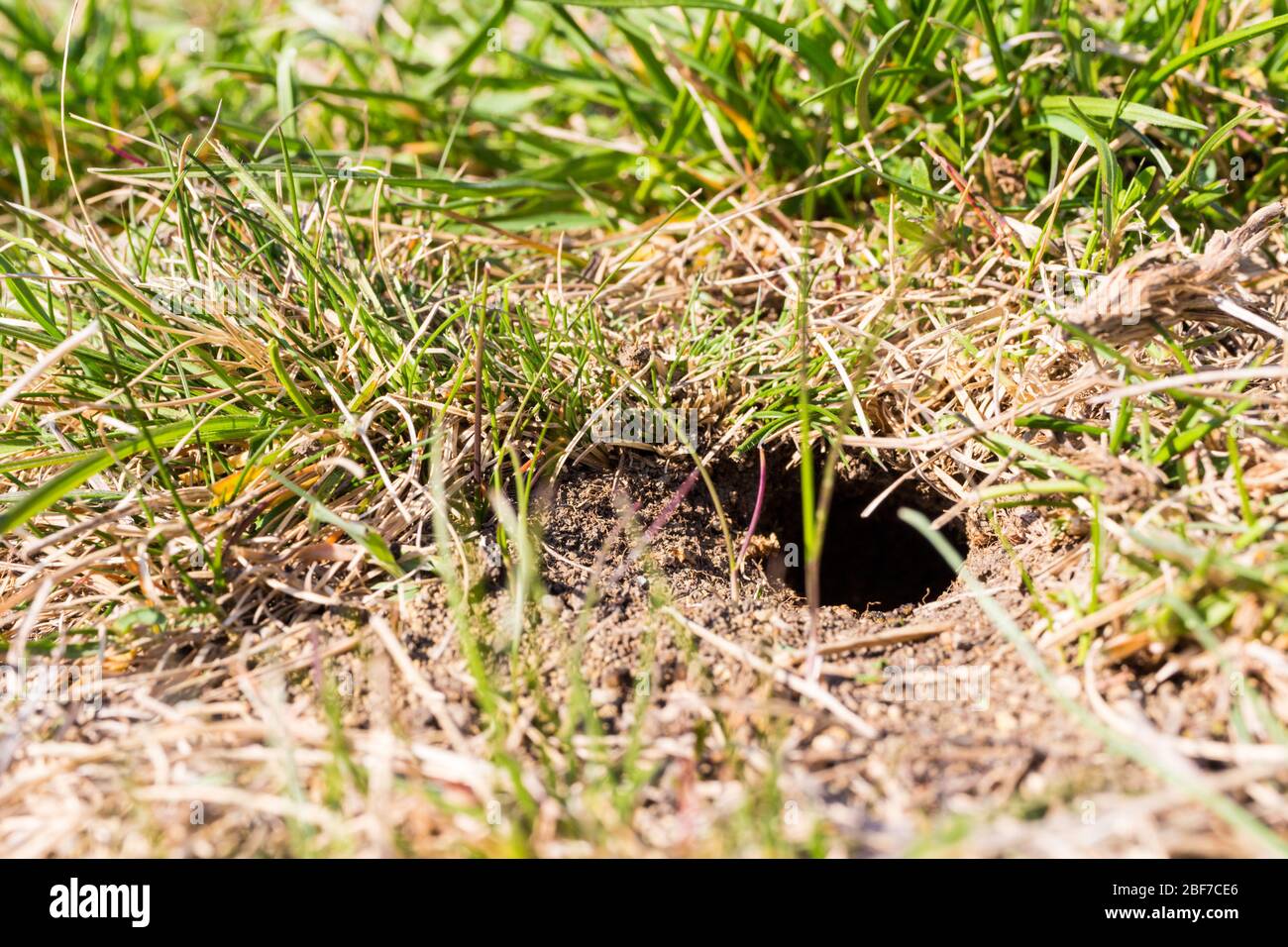 Empty Field Cricket Gryllus campestris burrow amongst grass Stock Photo ...