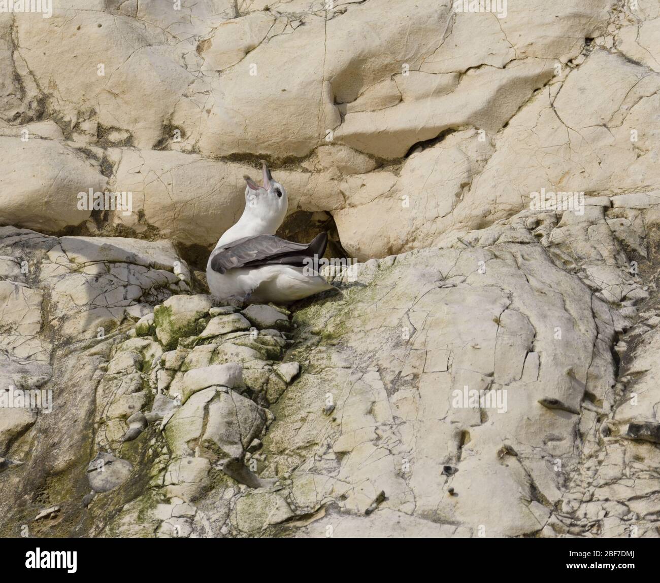 A Fulmar defending its nest on white cliffs at Ovingdean Stock Photo ...