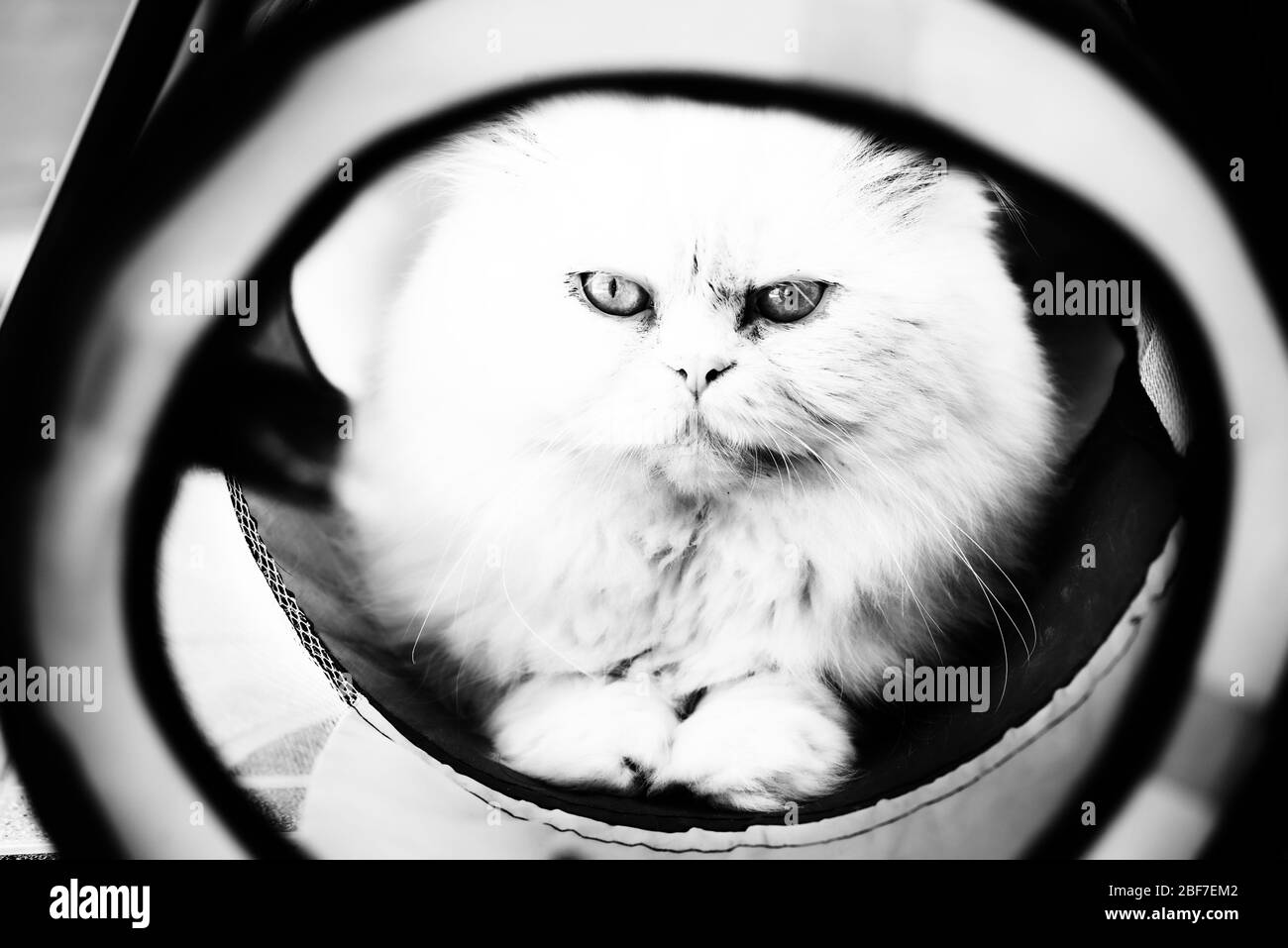 Grumpy Cat Outline No