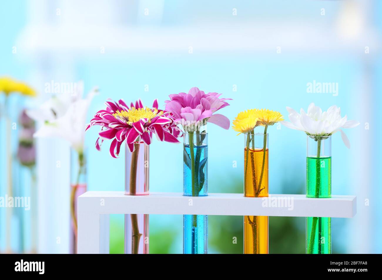 Test tubes with flowers in laboratory Stock Photo - Alamy