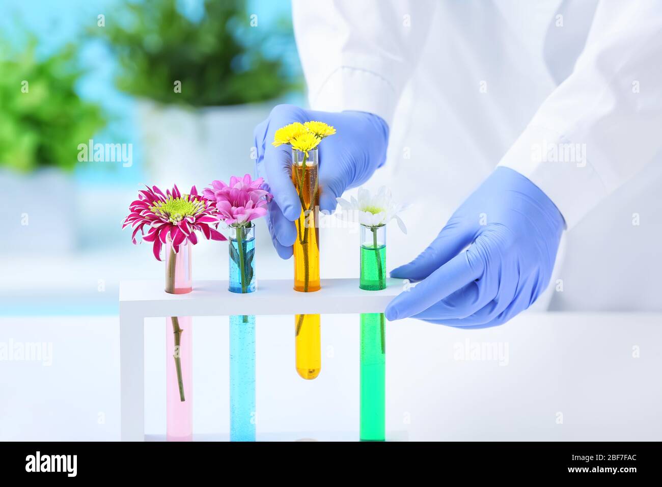 Scientist working with flower samples in laboratory Stock Photo - Alamy