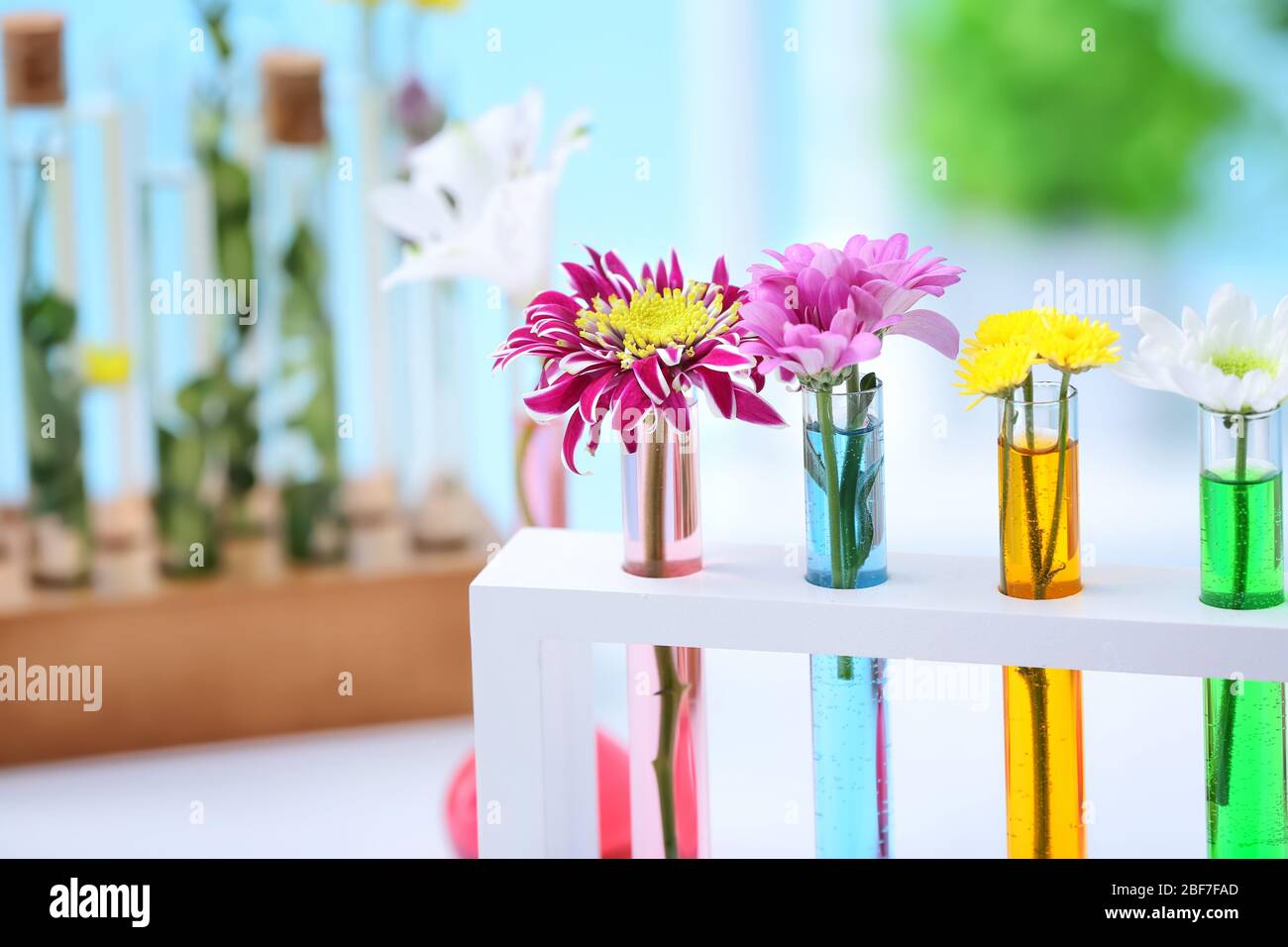 Test tubes with flowers in laboratory Stock Photo - Alamy