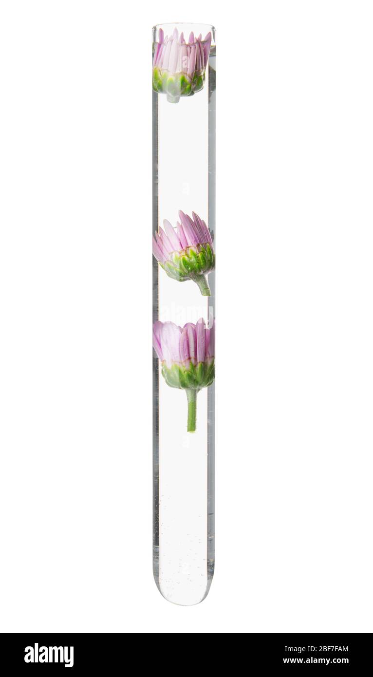 Test tube with flowers on white background Stock Photo - Alamy