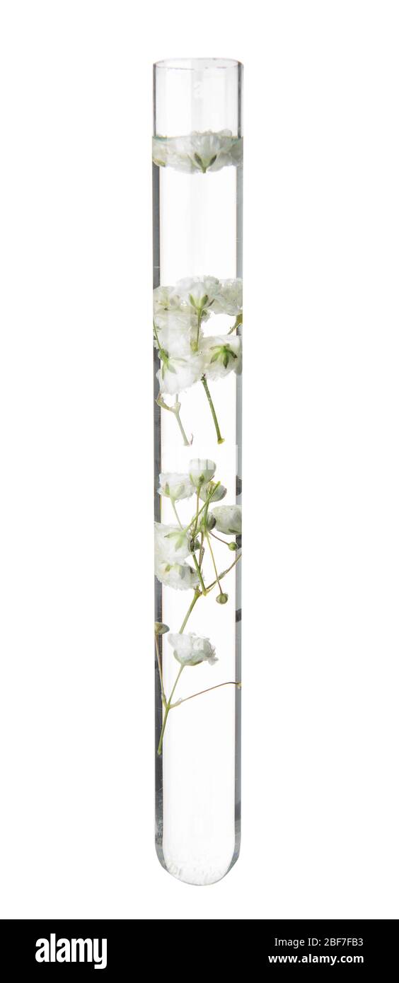 Test tube with flowers on white background Stock Photo - Alamy