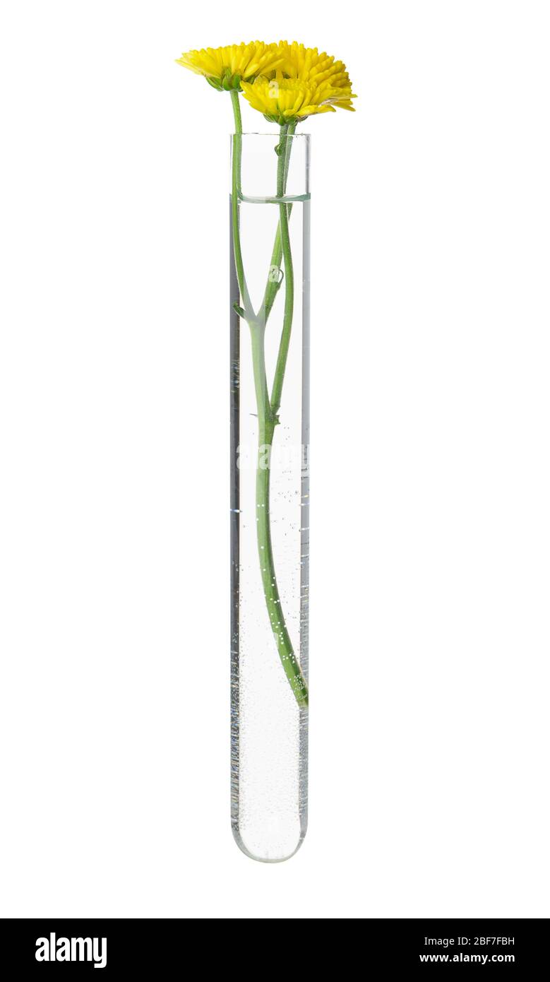 Test tube with flowers on white background Stock Photo - Alamy